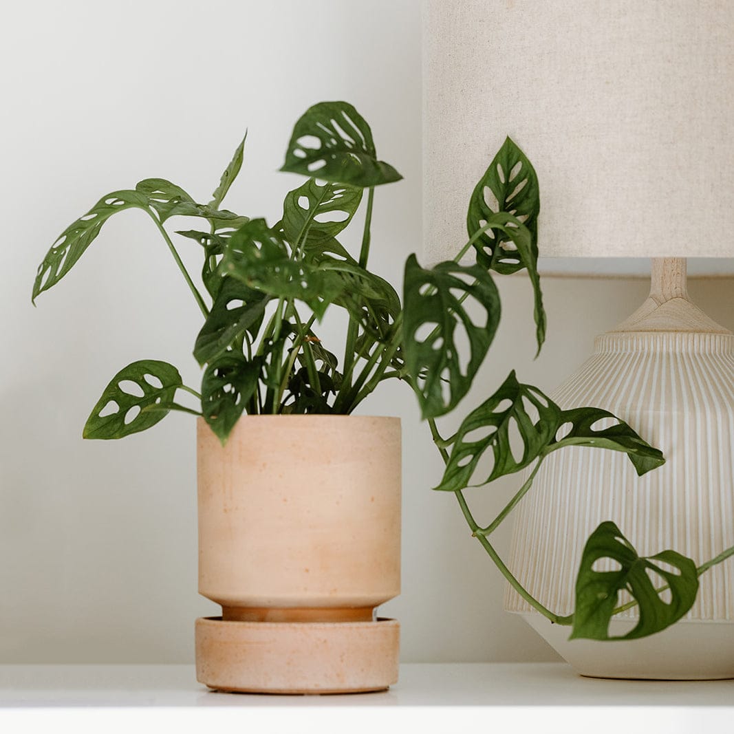 Baske: Stylish & Sustainable Home Decor for Every Space - Maine