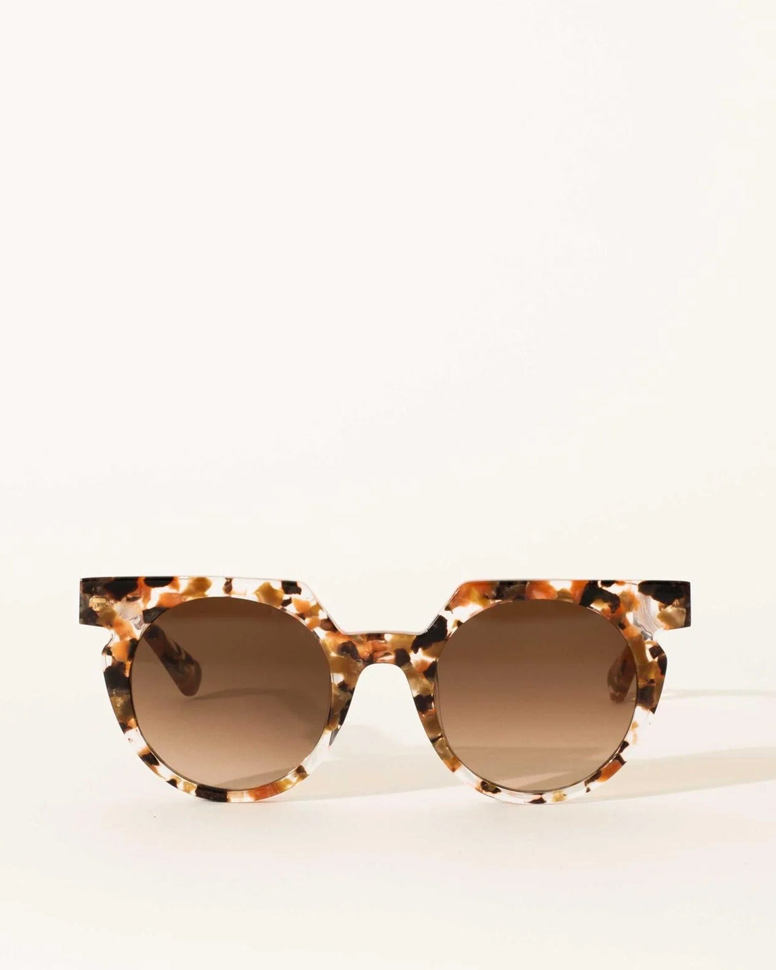 Oversized Aster in Terra Fawna Large Tortoise – Baske